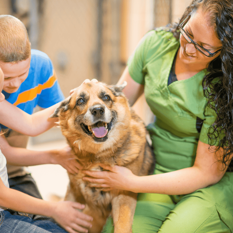 Shop Personalized Products and Gifts For Pets and Their Lovers – PuppyJo